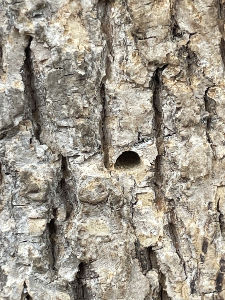 Emerald Ash Borer from Joseph Gale Park, Forest Grove, OR, US on ...