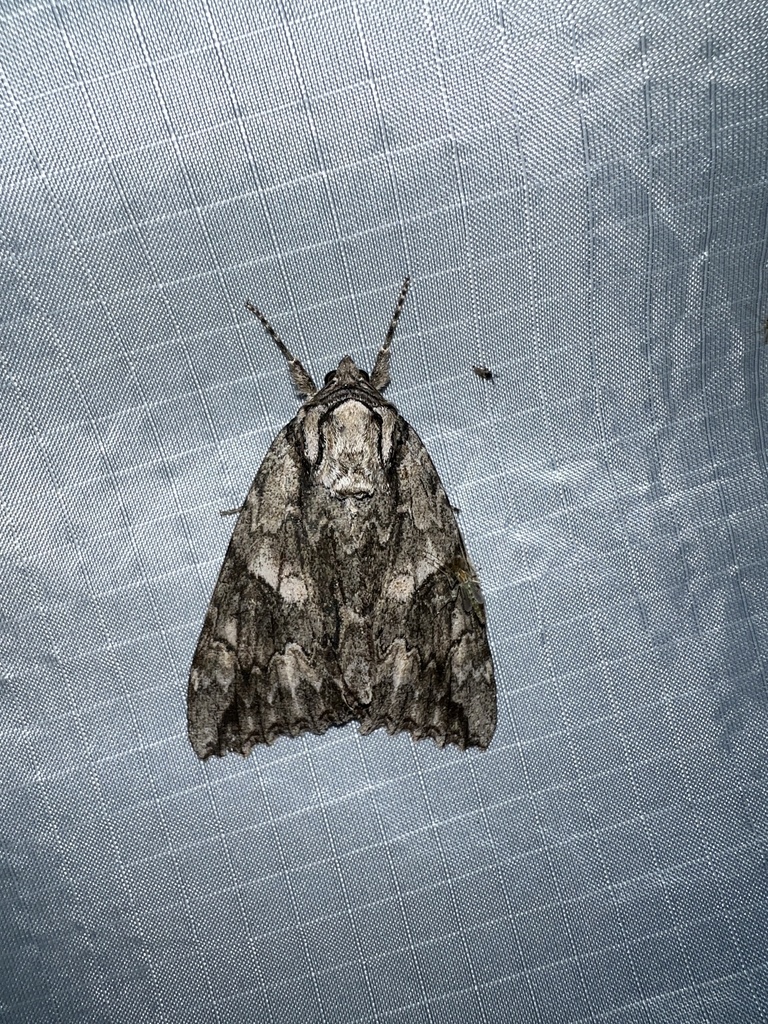 Mother Underwing Moth from Ch de la Forêt, Rigaud, QC, CA on September ...