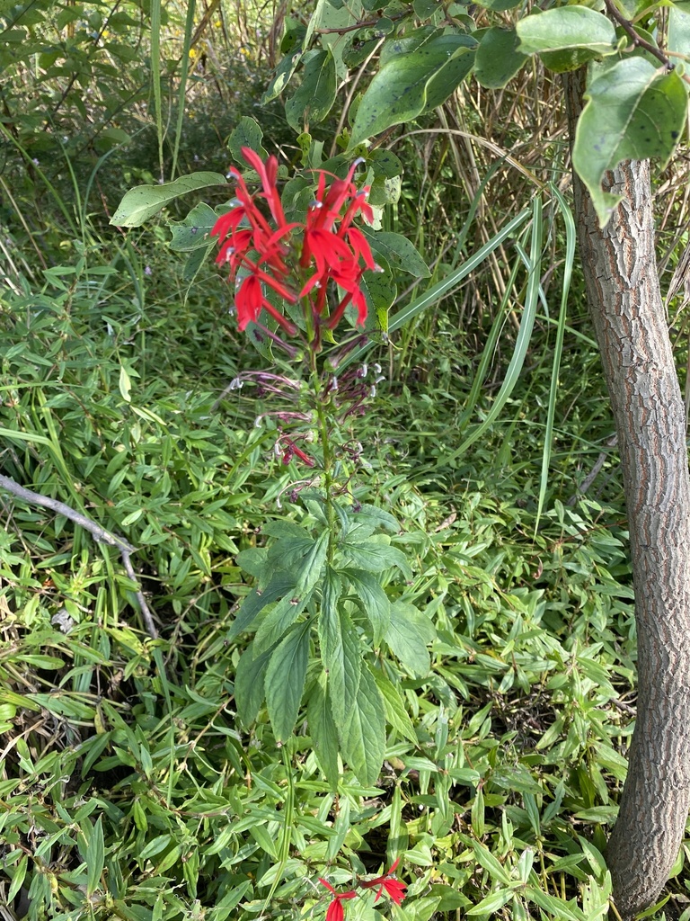 cardinal flower from Skiatook Lake, Hominy, OK, US on September 16 ...