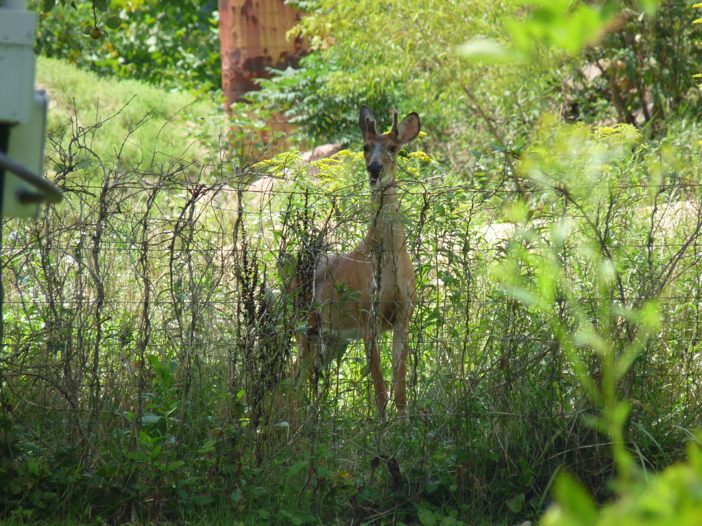 Virginia White-tailed Deer from Grayson County, VA, USA on August 11 ...