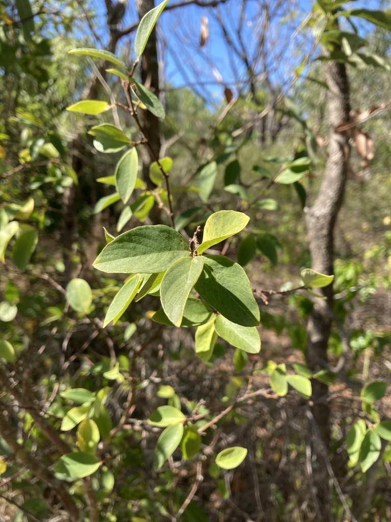 Bootlace Plant from Machans Beach, QLD, AU on September 17, 2022 at 02: ...