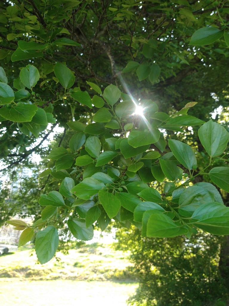 Chinese Hackberry from West End QLD 4101, Australia on September 17 ...