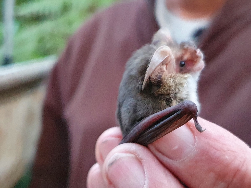 Lesser Long-eared Bat from J37C+P6, Wallaga Lake NSW 2546, Australia on ...