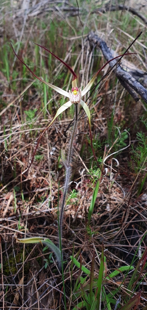 Cream spider orchid from Needilup WA 6336, Australia on September 13 ...