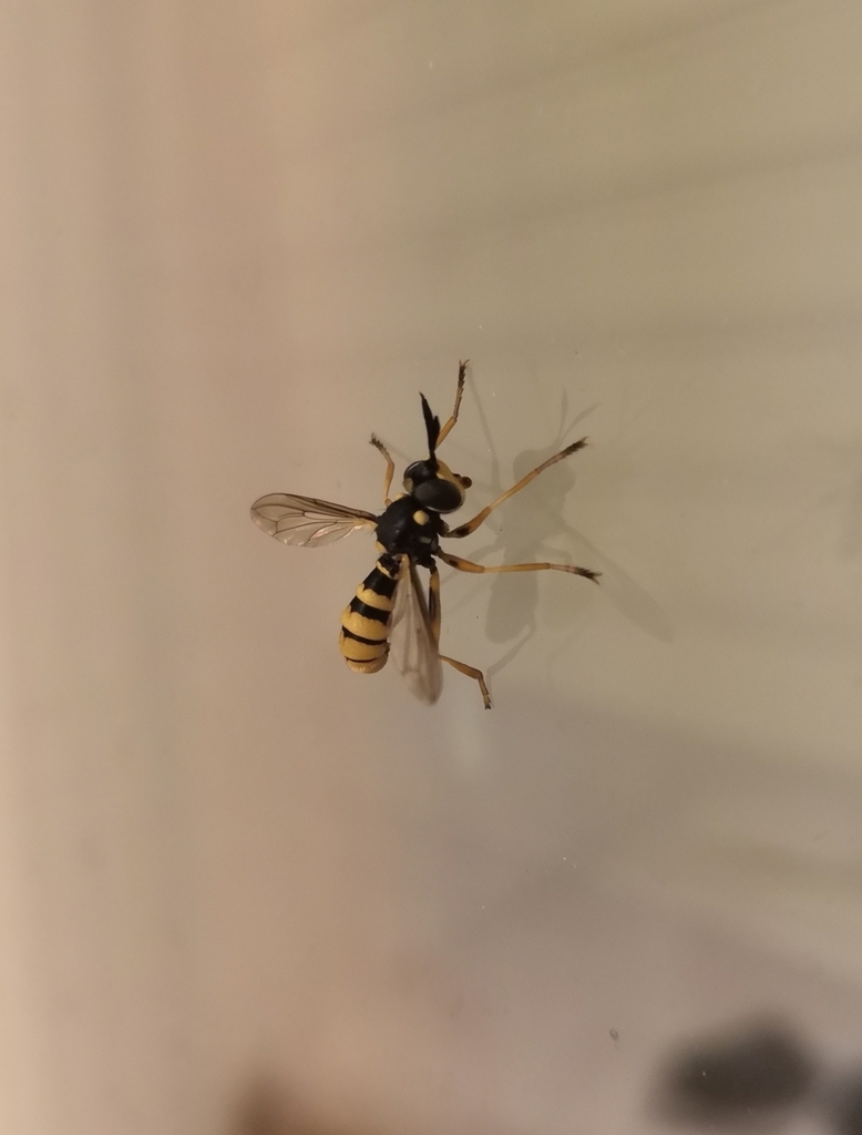 Leopoldius signatus from 2502 Biel/Bienne, Switzerland on September 16 ...