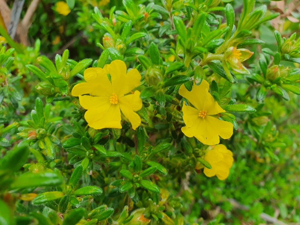 guinea-flowers from Cape Paterson on August 24, 2022 at 02:06 PM by ...