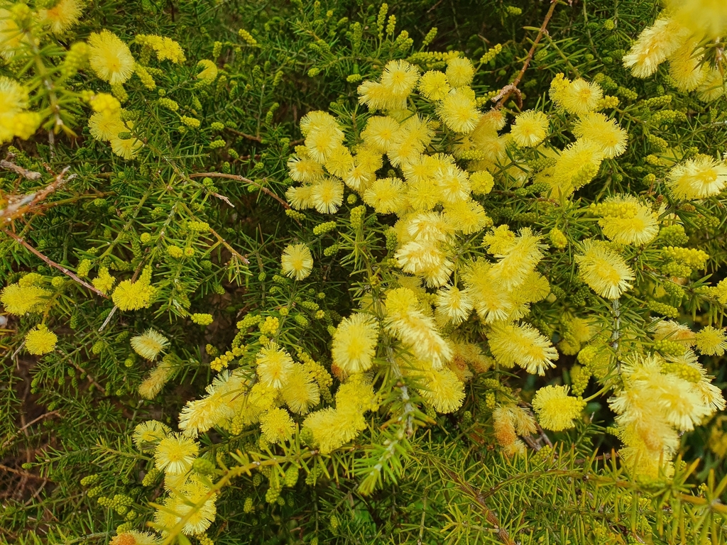 Prickly moses from Cape Paterson on August 24, 2022 at 02:27 PM by ...