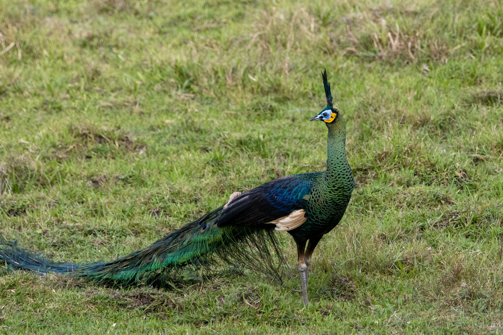Javan Green Peafowl in September 2022 by Jesse Long · iNaturalist
