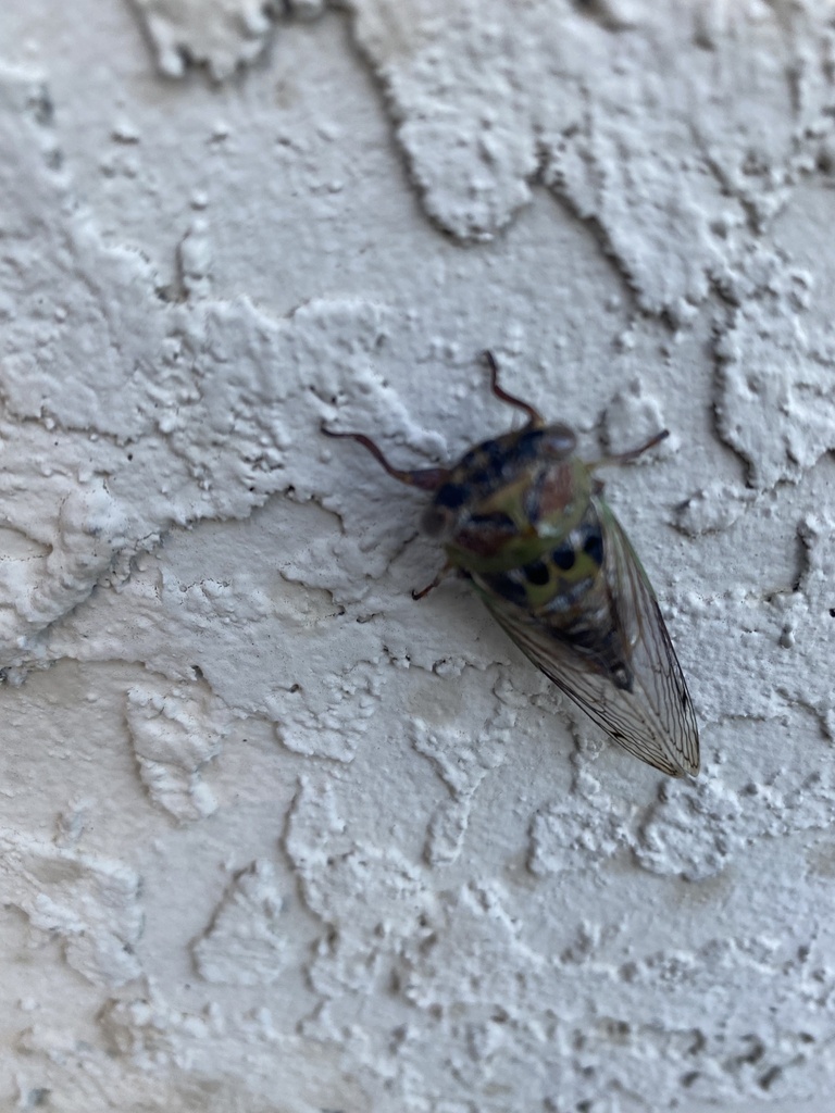 Cicadas from Riverbend Park, Jupiter, FL, US on September 16, 2022 at ...