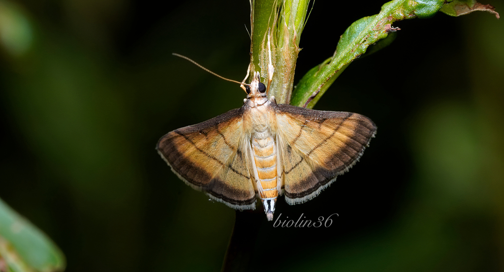 Rice Leaf-roller from 中国安徽省池州市青阳县 on September 11, 2022 at 08:18 PM by ...