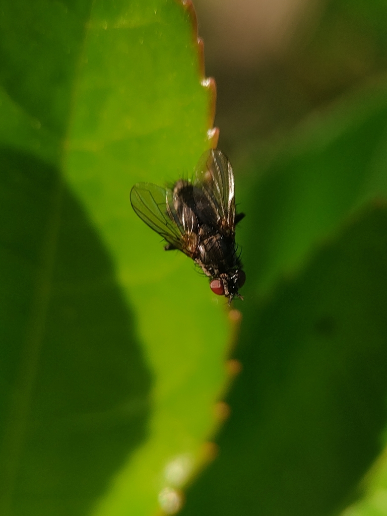 Calyptrate Flies from 88100 Sant'Elia CZ, Italia on June 3, 2022 at 07: ...