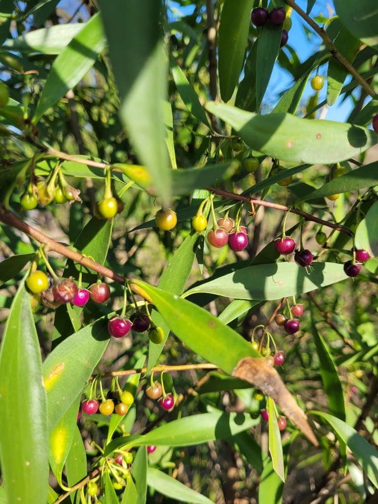 waterbush from Narrabri NSW 2390, Australia on September 13, 2022 at 08 ...