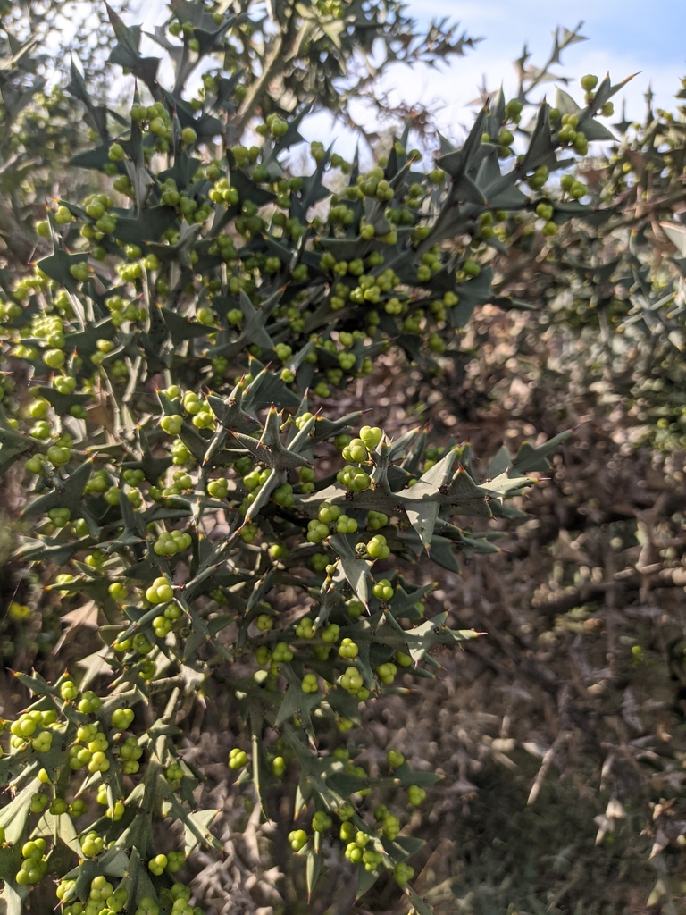 Anchor plant from 20000 Departamento de Maldonado, Uruguay on September ...
