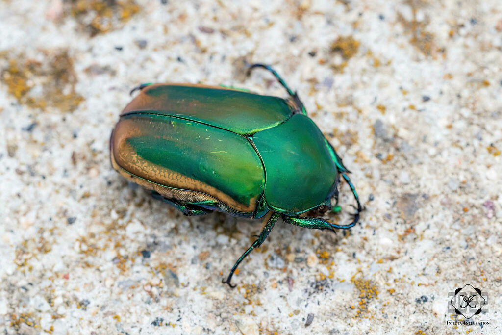 Figeater Beetle from 美国加利福尼亚圣迭戈拉霍亚 on September 17, 2022 at 09:01 AM by ...