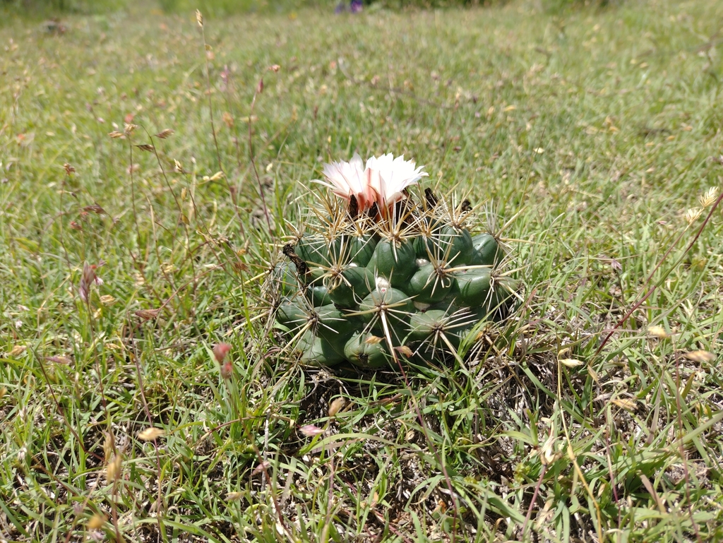 Coryphantha ottonis from Aculco, MX-MX, MX on September 17, 2022 at 12: ...