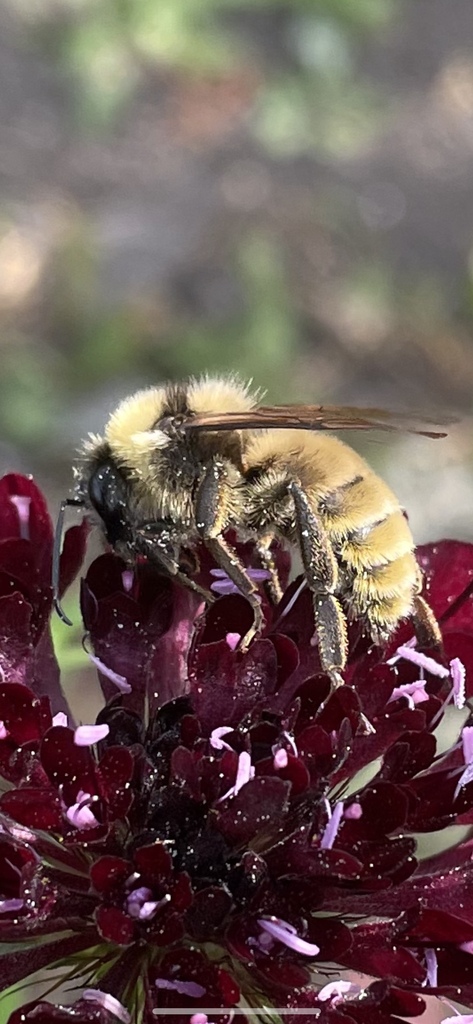 Bumble Bees from Woodinville, WA, US on September 17, 2022 at 11:30 AM ...