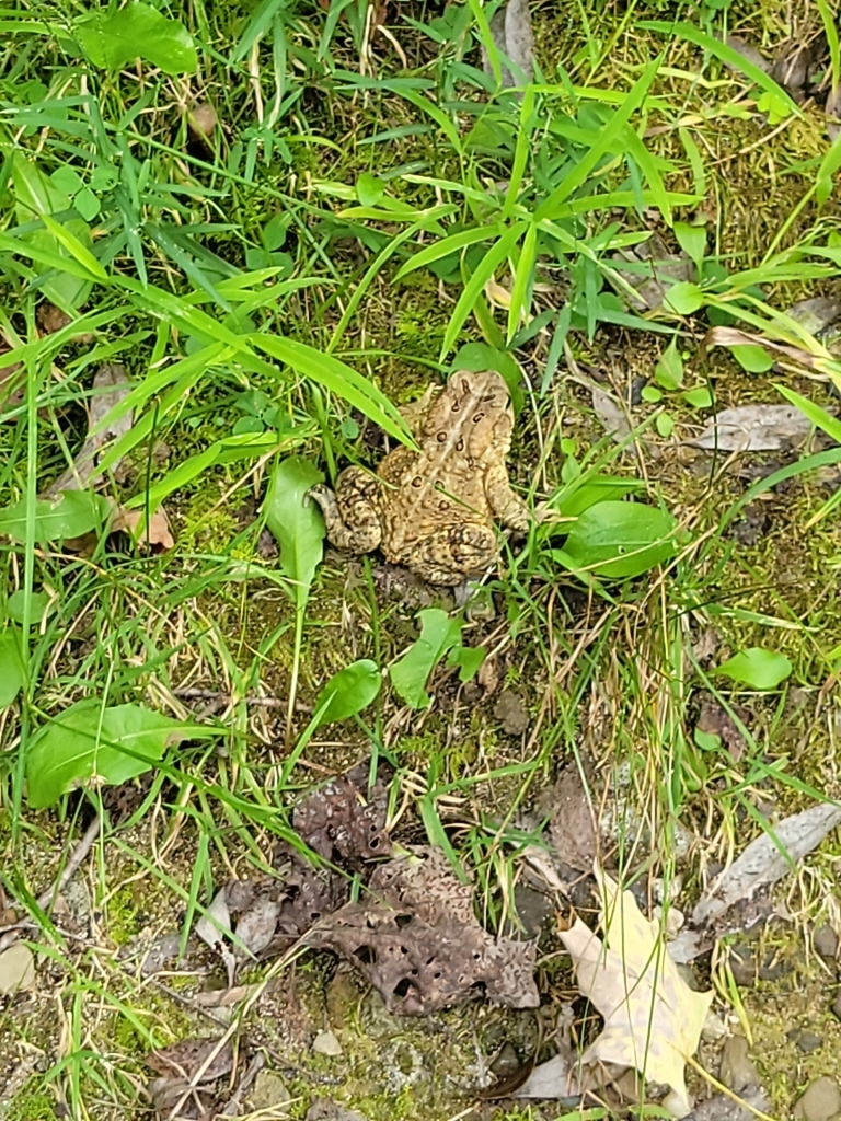 American Toad from Rogers Rd Field, 84101001, Gates Mills, OH 44040 ...