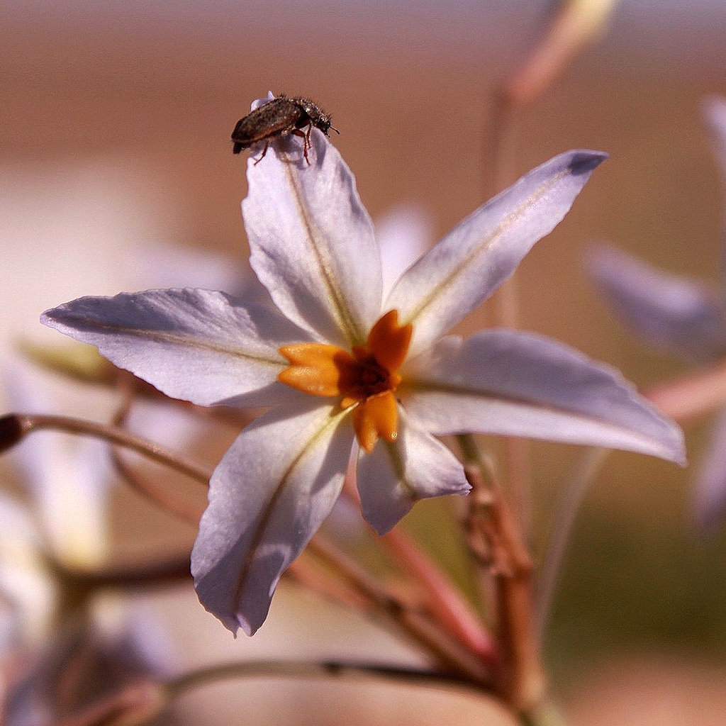 Leucocoryne coronata from Vallenar, Atacama, Chile on September 17 ...