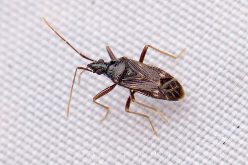 Aristaenetoides politus · iNaturalist