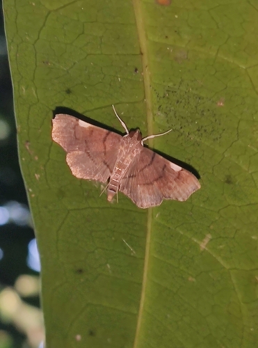 Omiodes maculicostalis · iNaturalist