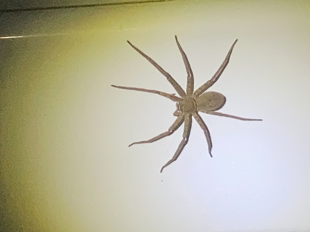 Pantropical Huntsman Spider from N Suncoast Blvd, Inglis, FL, US on ...