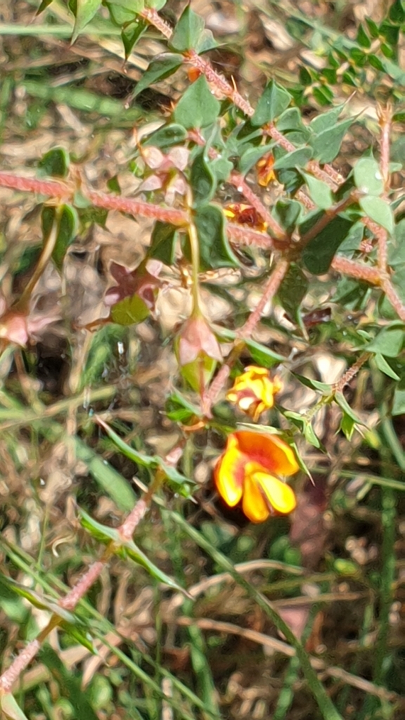spiny bush-pea from Ashgrove QLD 4060, Australia on September 18, 2022 ...
