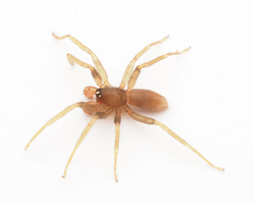 Giant Goblin Spiders (Family Orsolobidae) · iNaturalist