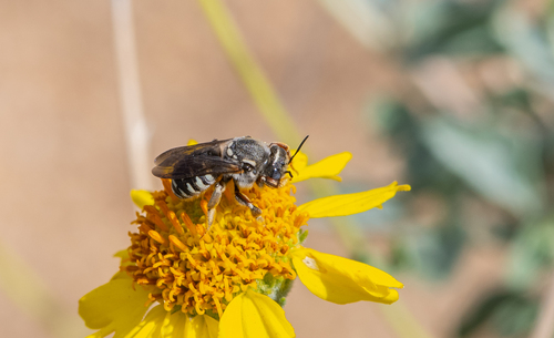 Trachusa autumnalis · iNaturalist
