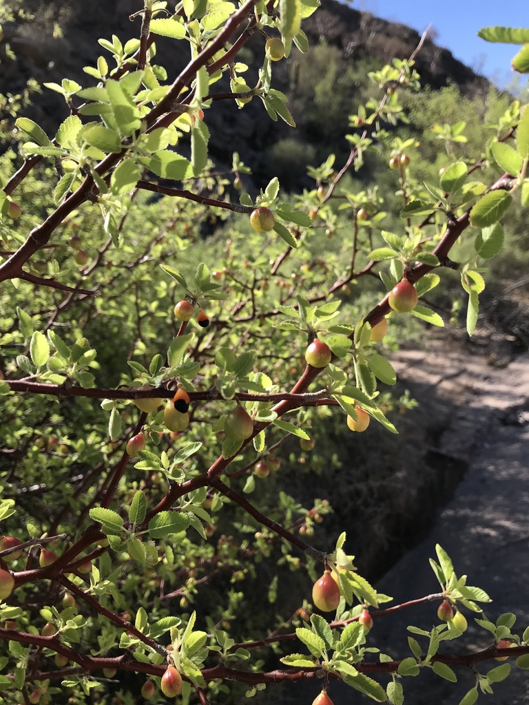 Red Elephant Tree from Ensenada, Baja California, MX on September 13 ...
