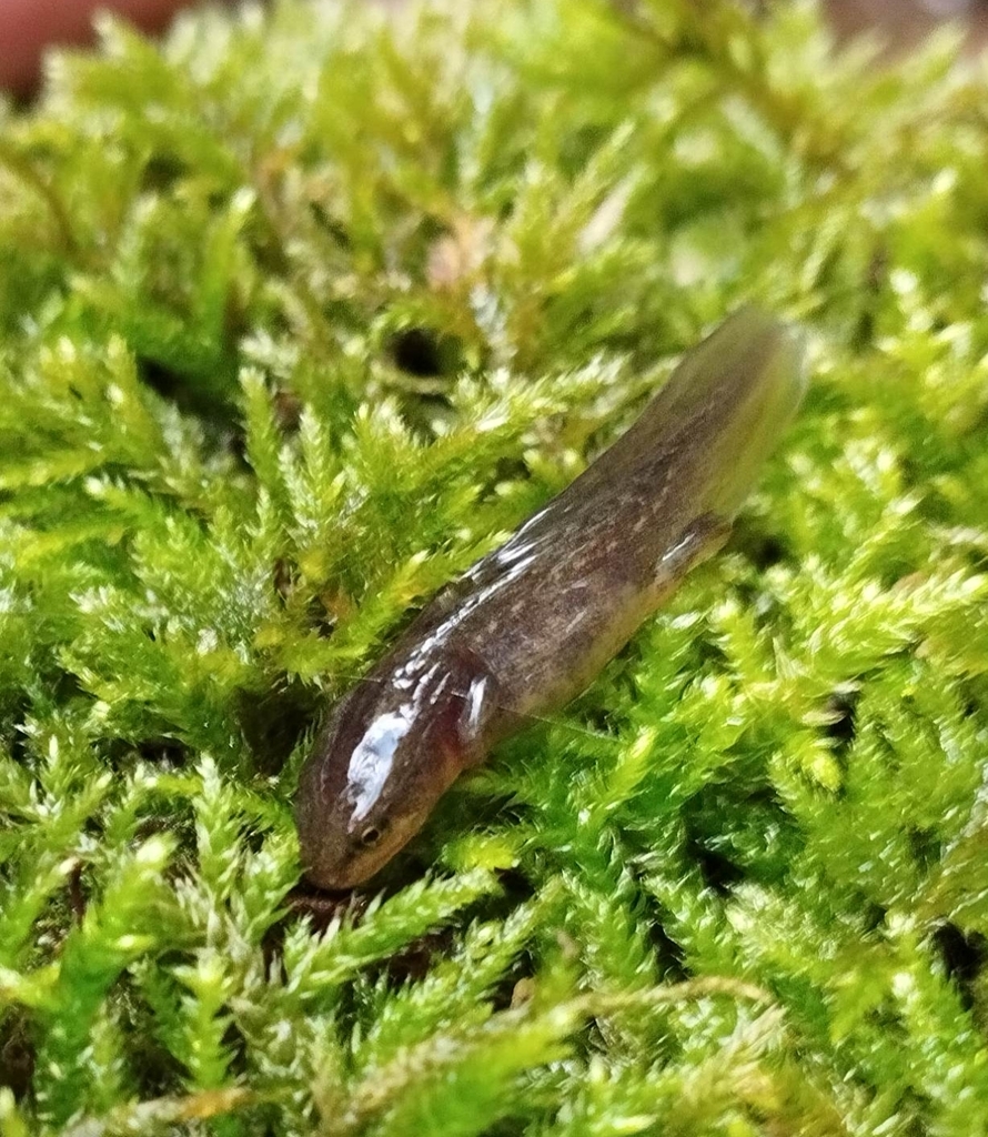 Southern Smooth Newt in September 2022 by riccardo castiglia · iNaturalist