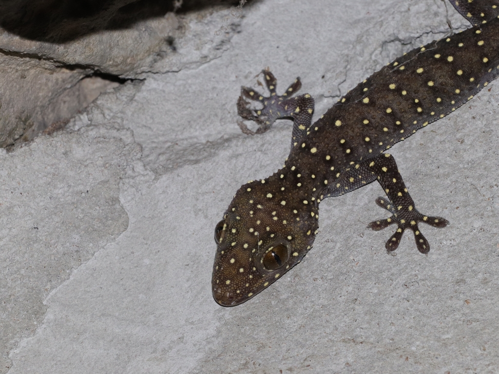 Starry Tokay Gecko in September 2022 by Kerkwit Poompayak · iNaturalist