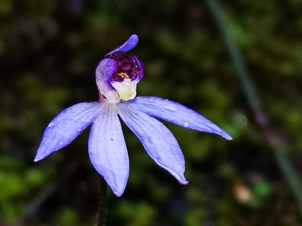 blue finger-orchid from Frankston North VIC 3200, Australia on ...