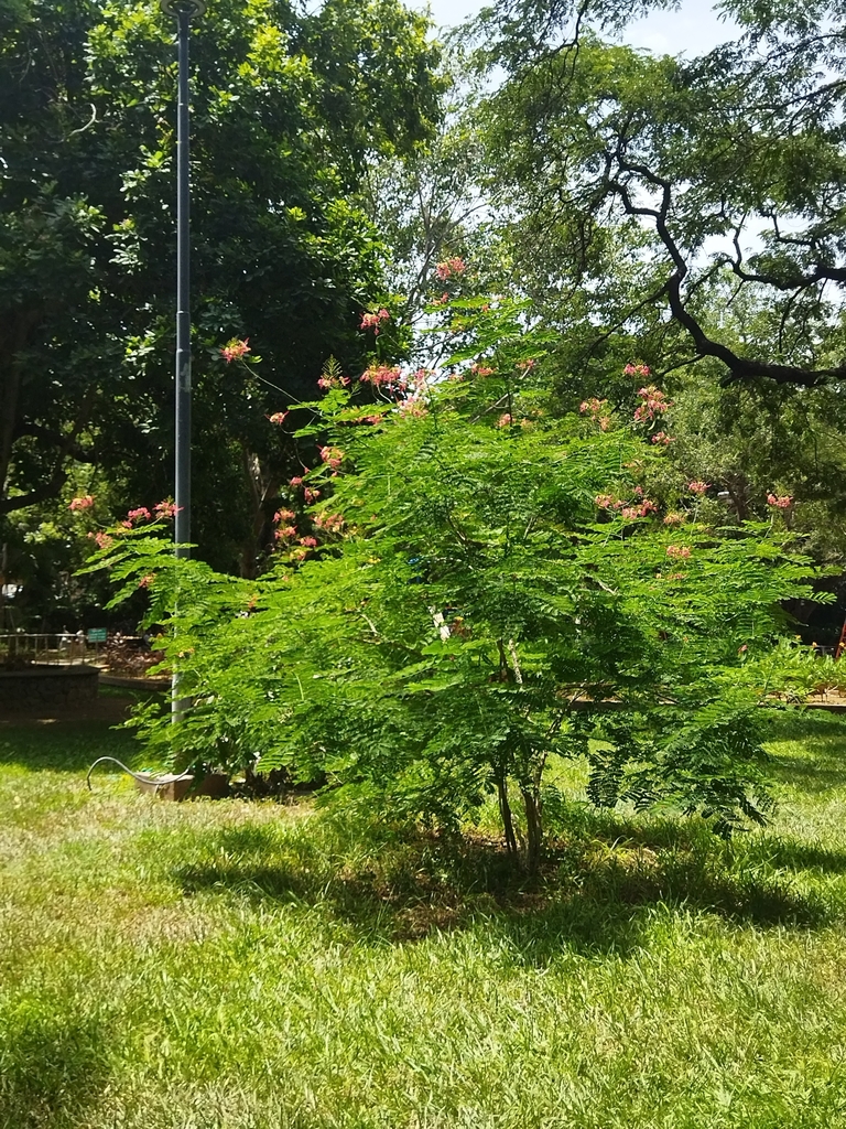 peacock flower from Semmozhi Poonga on September 18, 2022 at 11:18 AM ...