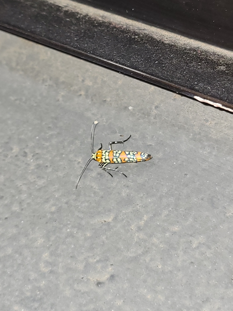 Ailanthus Webworm Moth from Gravette, AR, USA on July 22, 2022 at 03:02 ...