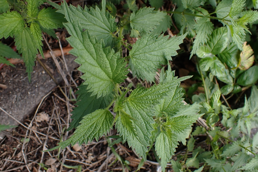 great stinging nettle from Havant District, England, UK on September 16 ...