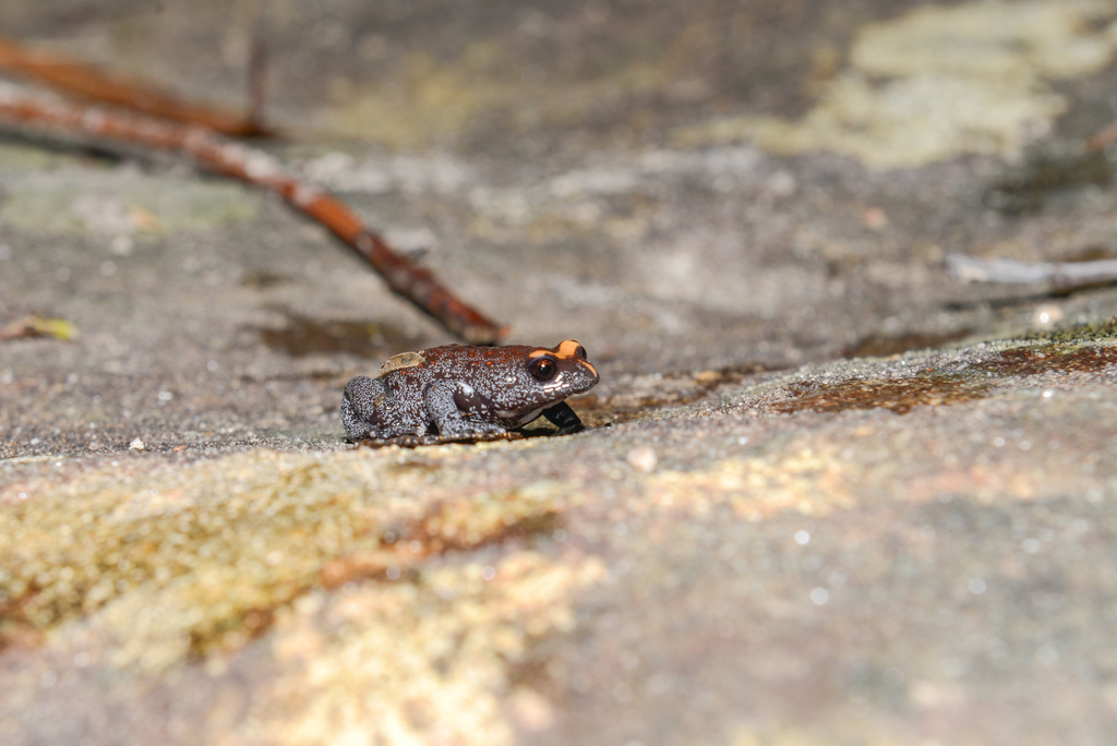Red-crowned Toadlet in September 2022 by Archie Brennan · iNaturalist