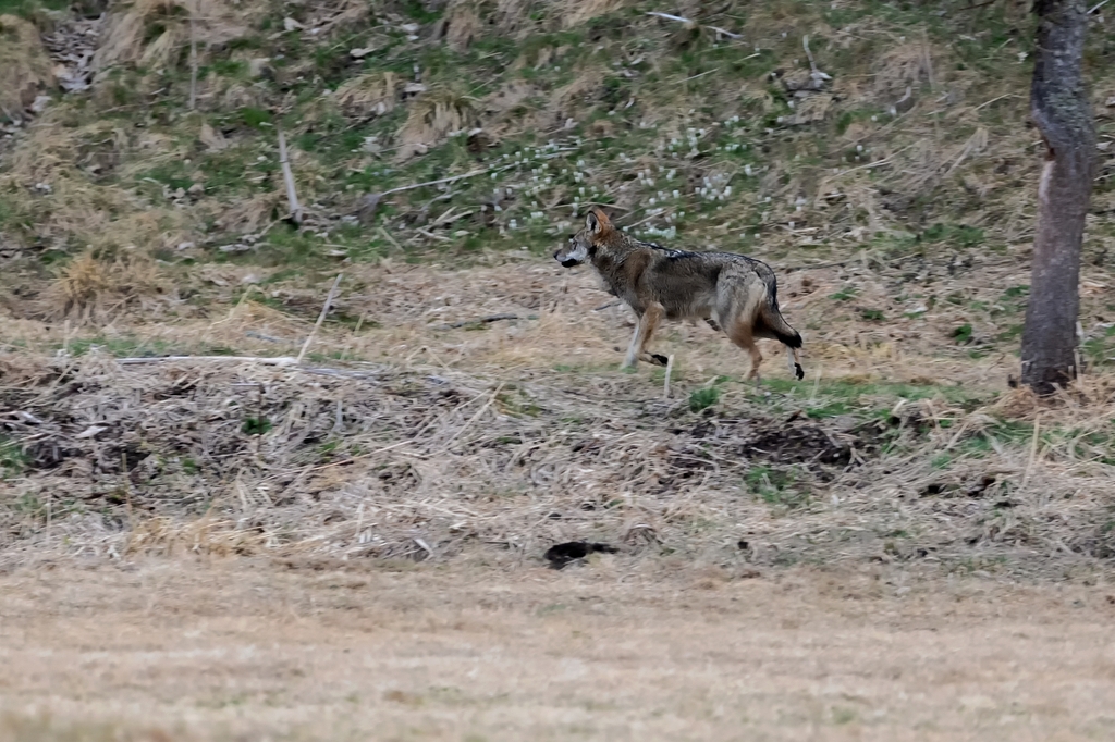 Italian Wolf in April 2022 by Andrea Cappelletto · iNaturalist
