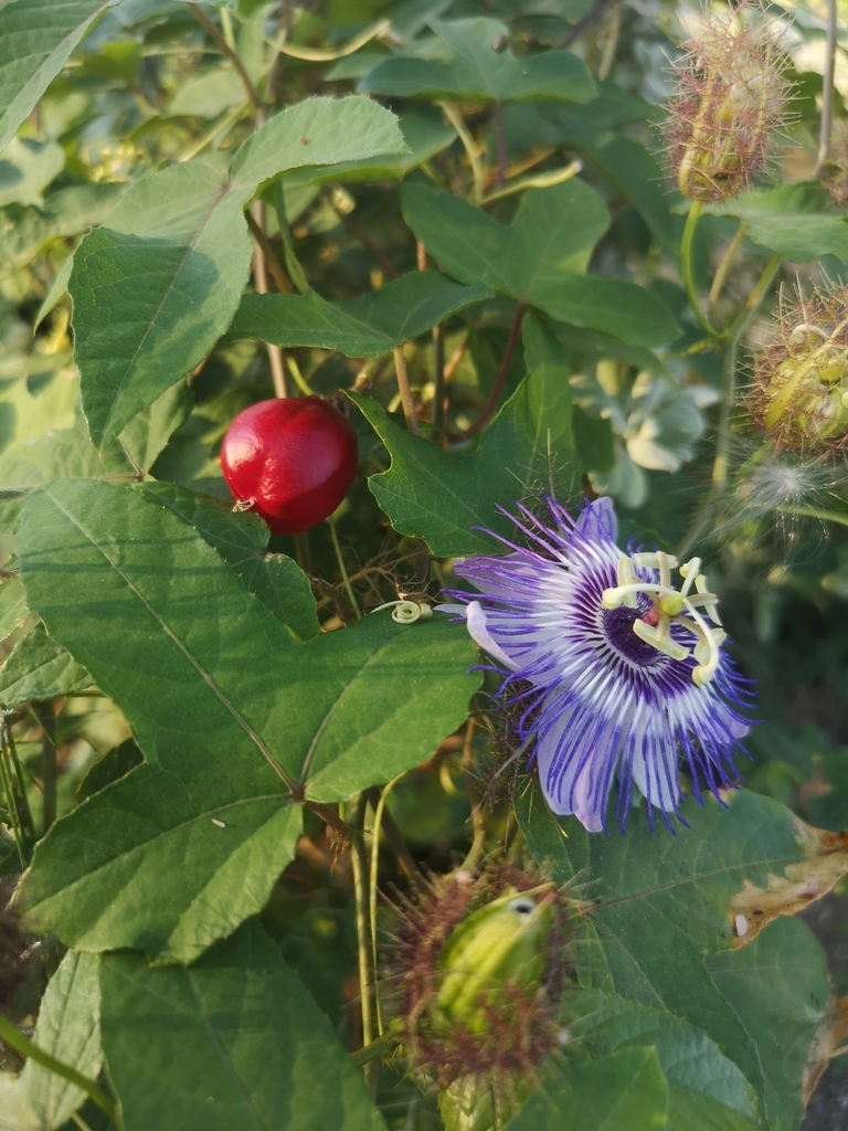 Passiflora ciliata from Modelo, Hermosillo, Son., México on September ...