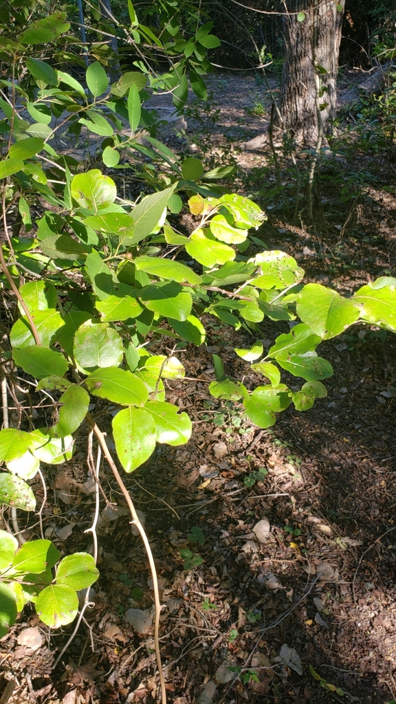 plants from Meridian, TX 76665, USA on September 18, 2022 at 09:20 AM ...