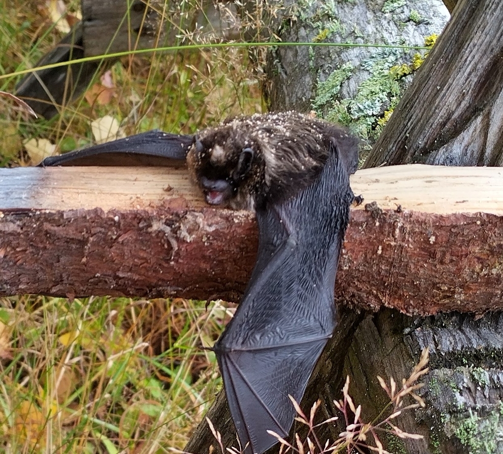 Northern Bat from 73100 Lapinlahti, Suomi on September 18, 2022 at 01: ...