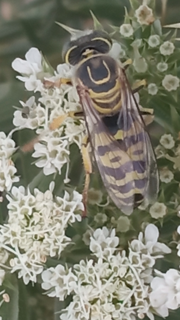 Bembix oculata from W332+F6C, Filfila, Algérie on September 18, 2022 by ...