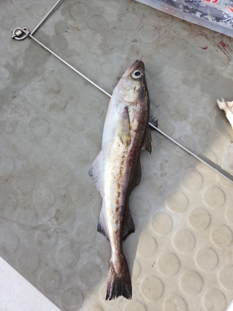 Alaska Pollock in September 2022 by Spencer B · iNaturalist