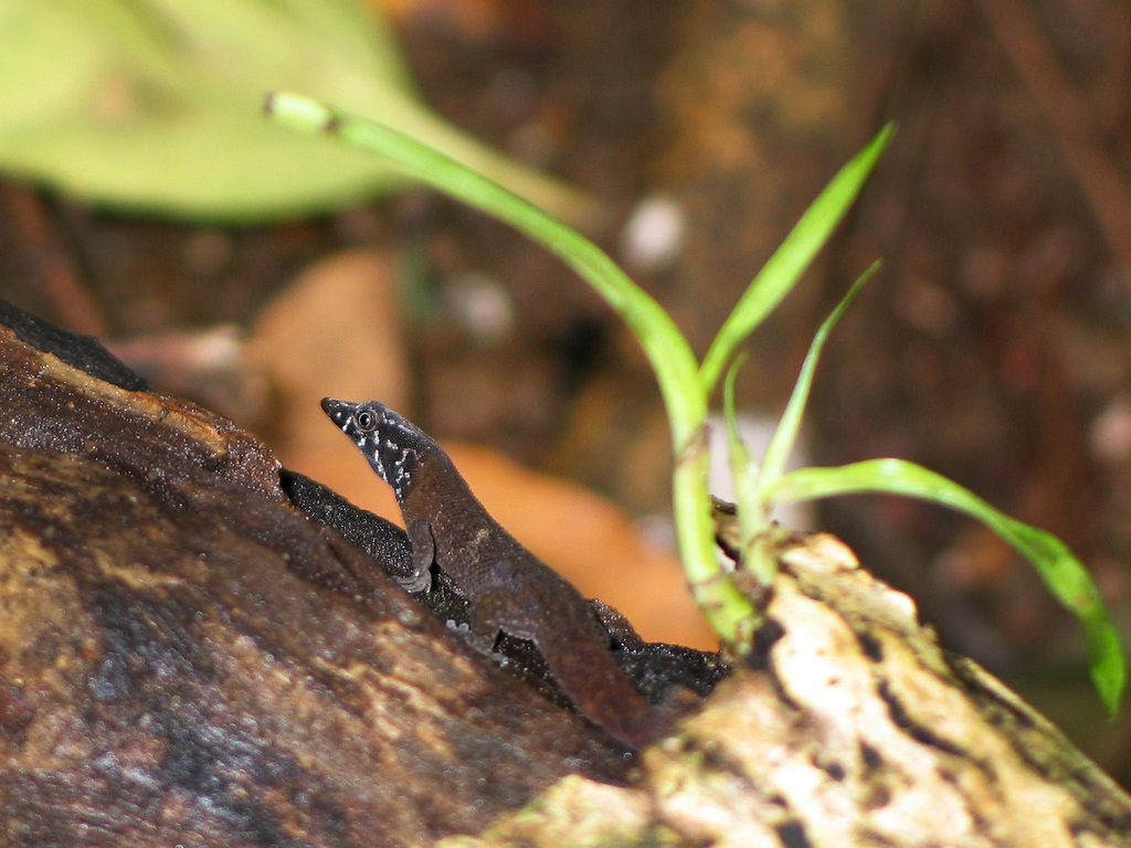 Sphaerodactylus fantasticus fantasticus from Vieux Fort, Guadeloupe on ...