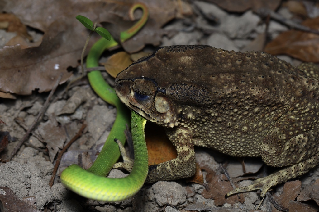 Asian Common Toad from 麦理浩径第十段 on September 17, 2022 at 08:50 PM by ...