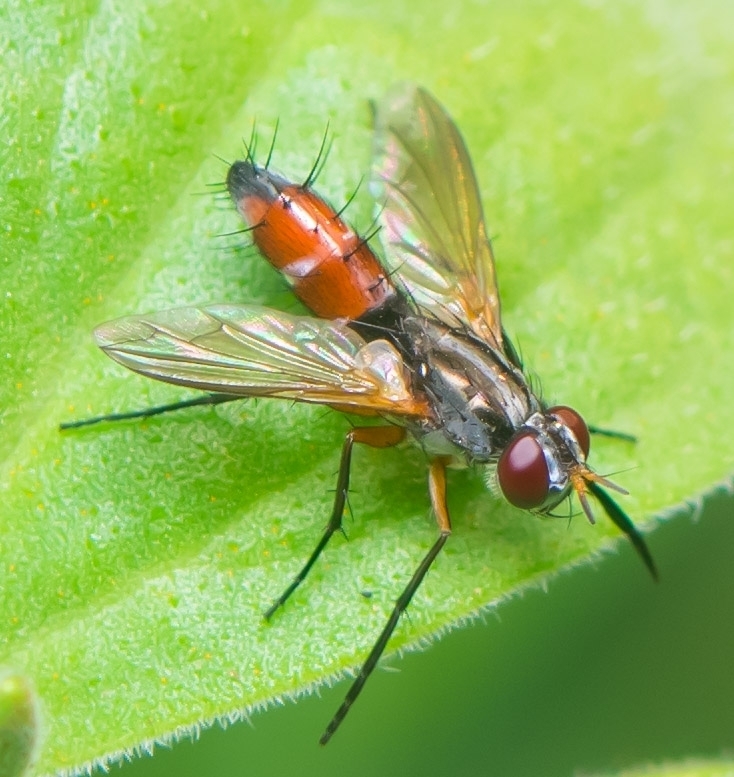 Mintho flavicoxa from Mtunzini on September 18, 2022 at 07:32 AM by ...