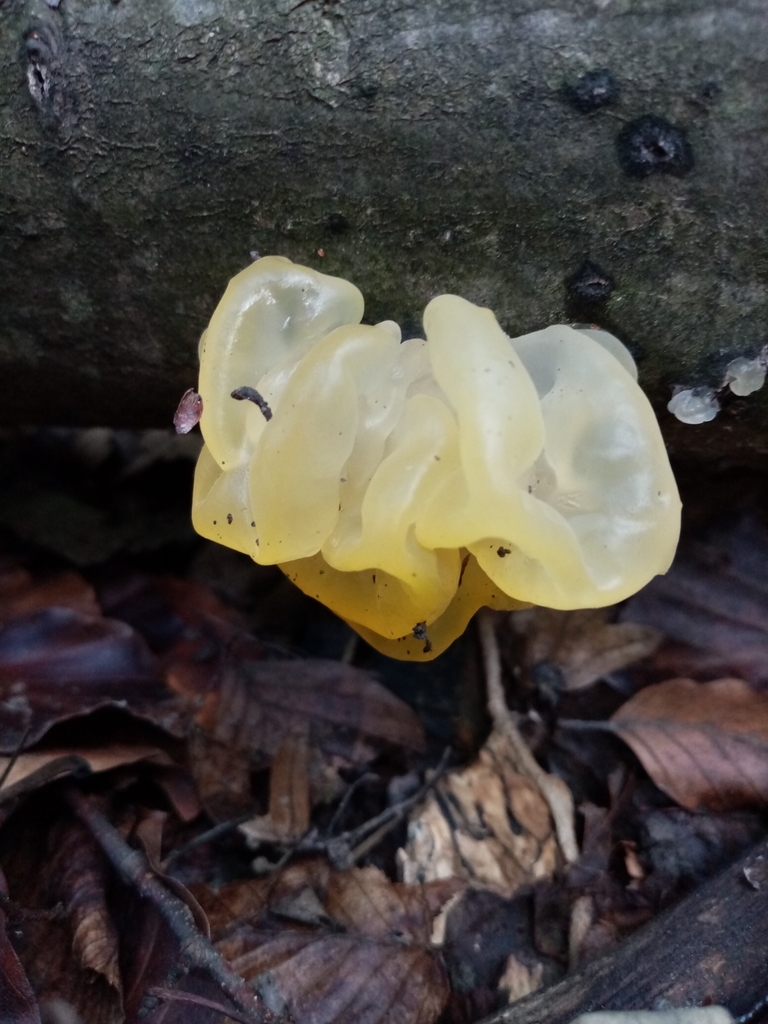 witch's butter from 313, Rakovac, Serbia on September 18, 2022 at 12:09 ...