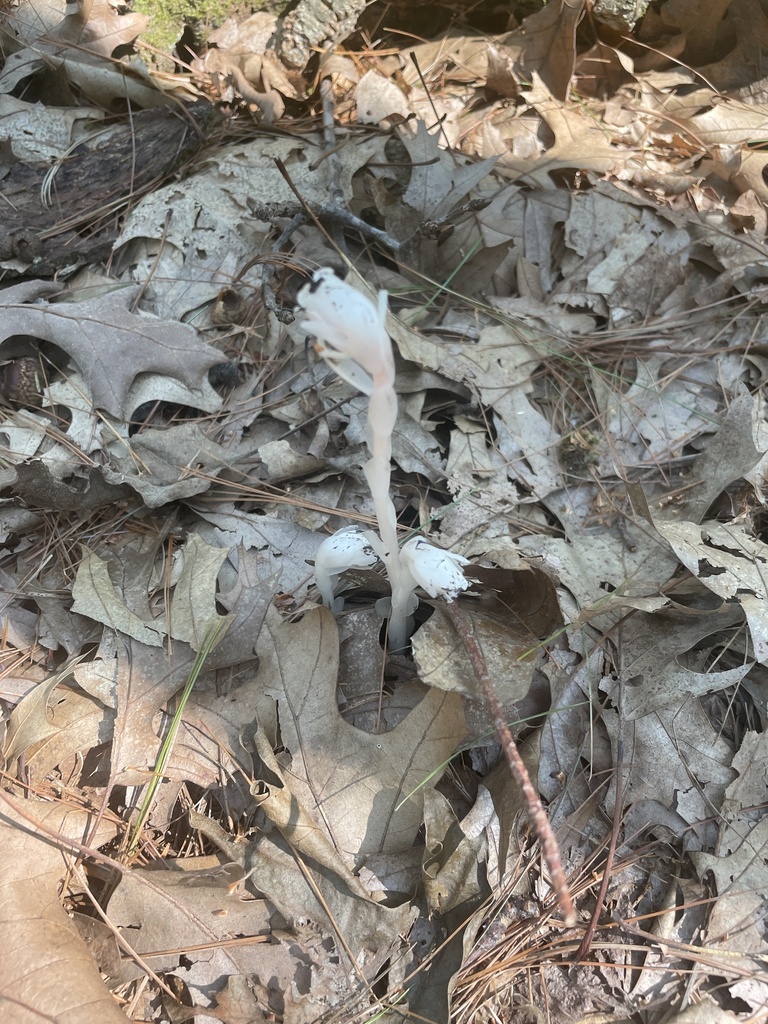 Ghost Pipe from Scantic River State Park, Enfield, CT, US on September ...