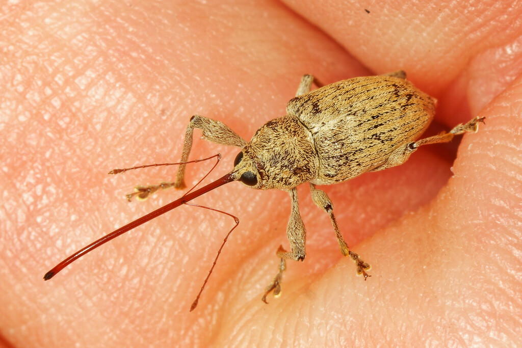 Curculio elephas from 30200 Chusclan, France on September 18, 2022 at 03:28 PM by RUIZ Jean Marc ...
