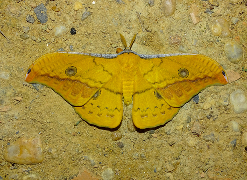 Copaxa wittiana · iNaturalist