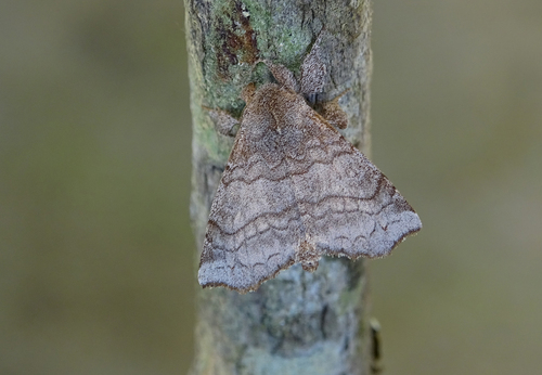 Olceclostera microps · iNaturalist